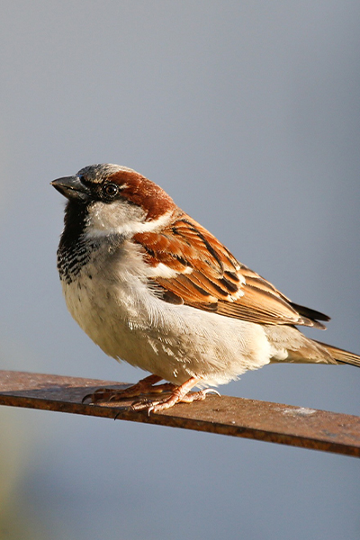 Species - Bird Seed Store
