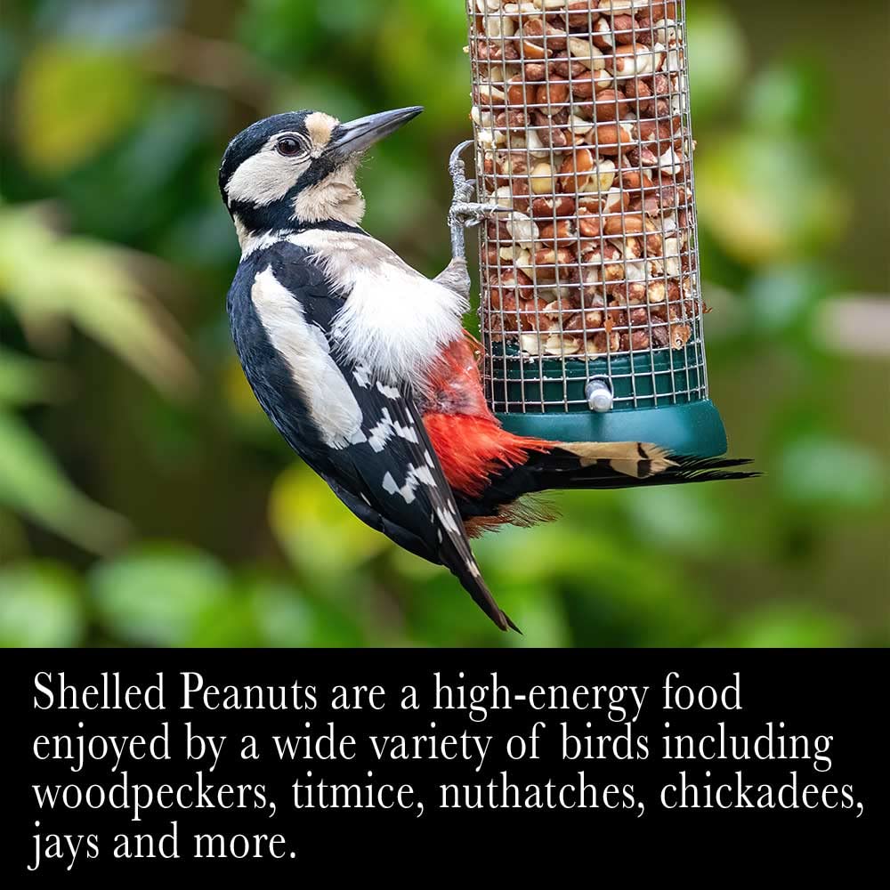 Shelled Peanuts | Attract Woodpeckers, Jays & More