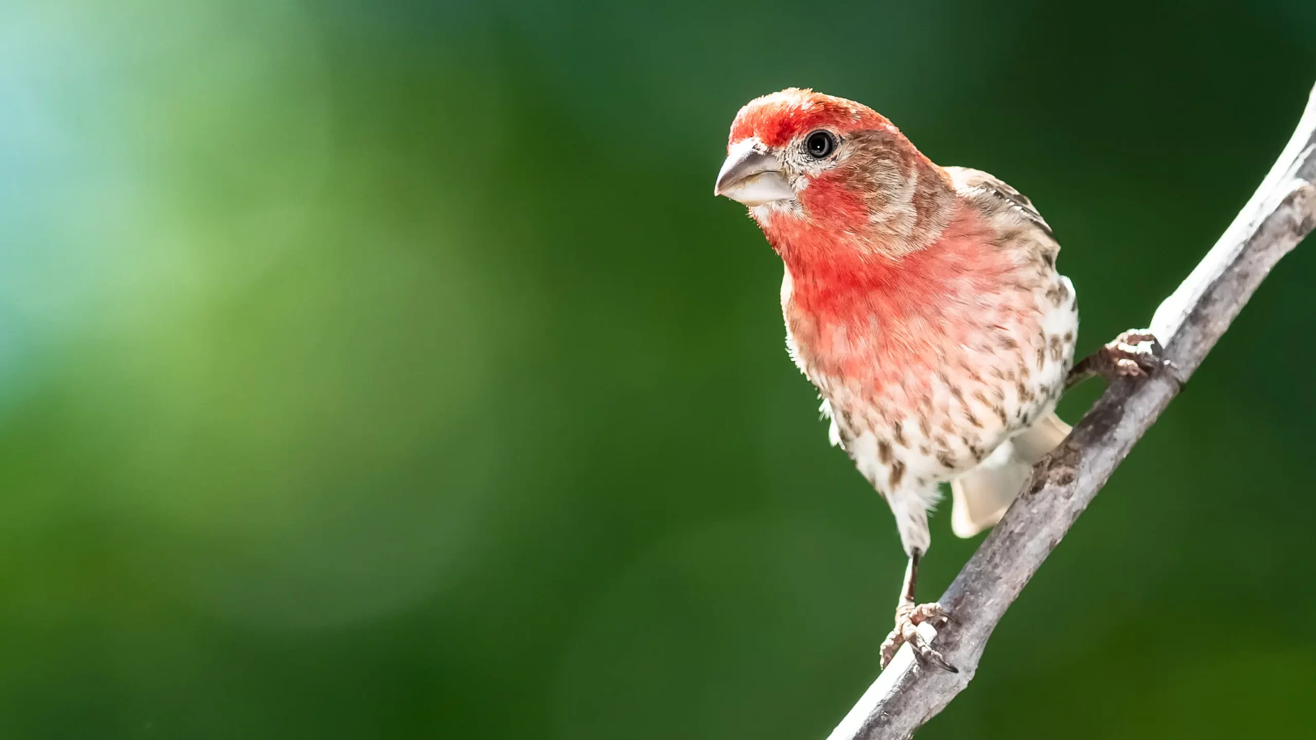 Learn About the Finch Bird: Food, Habits, Types, and More!
