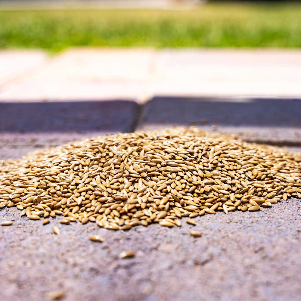 Premium Canary Seed for Happy Birds | The Bird Seed Store