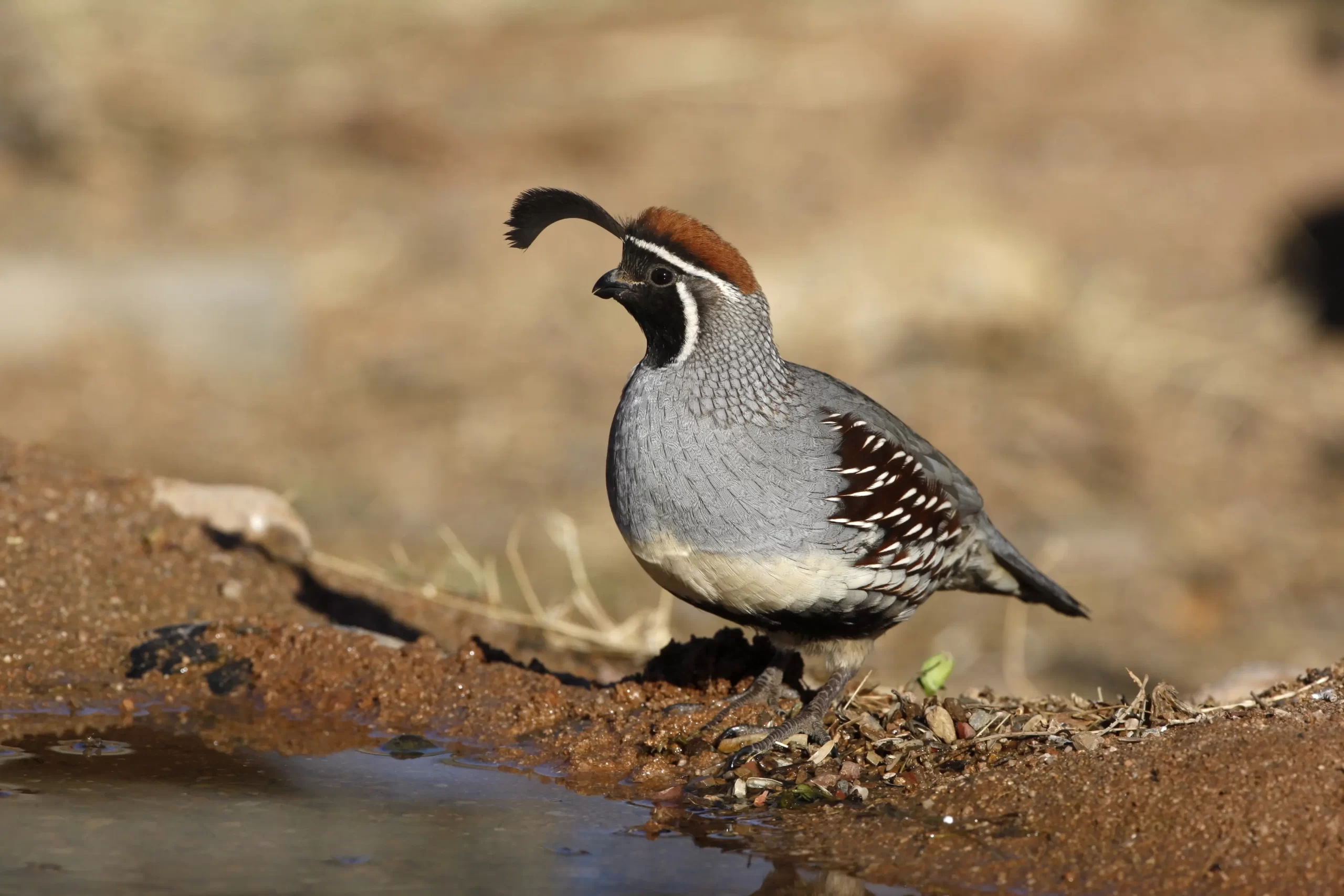 The Quail: Learn About Quail Food, Habits, & Migration