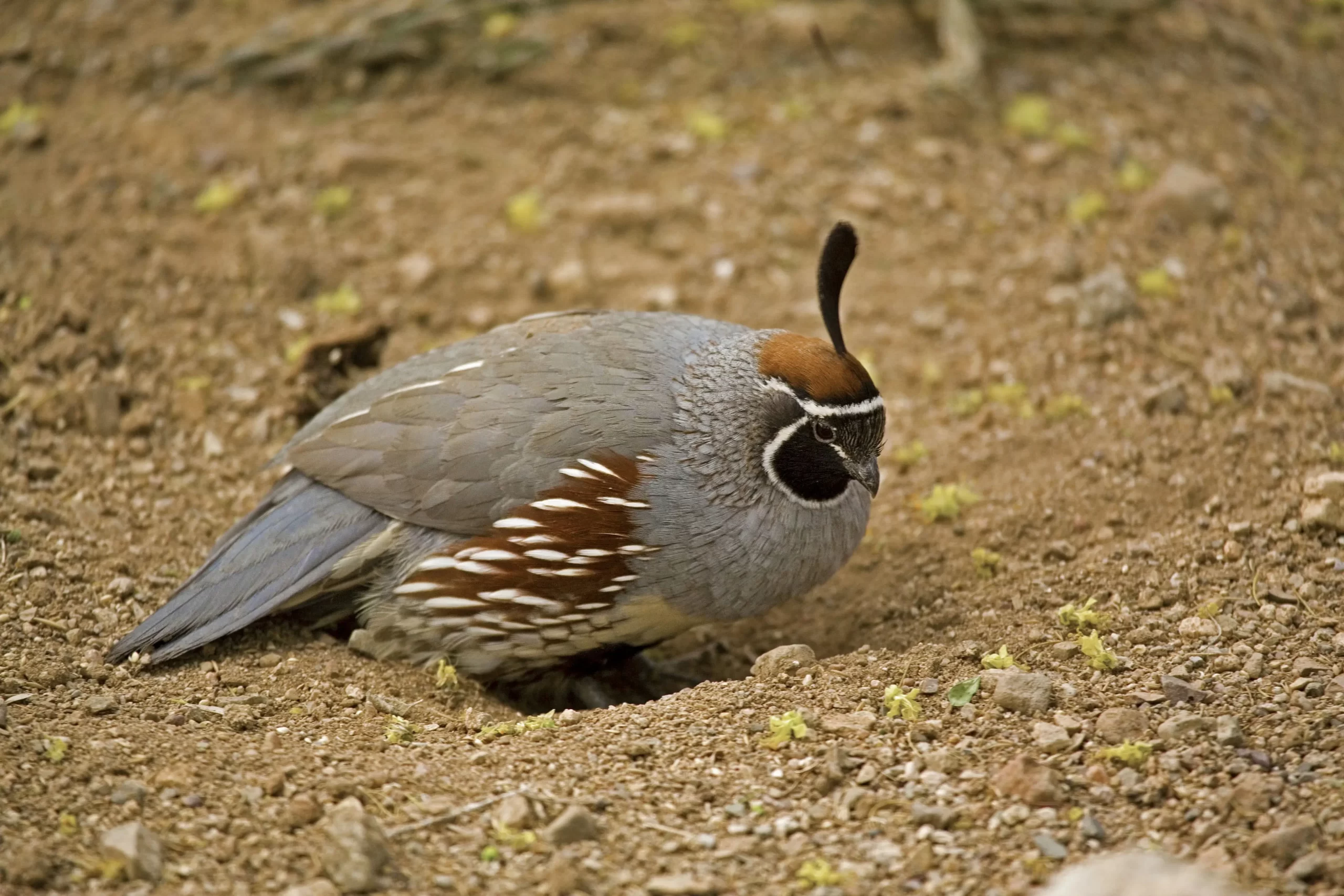 The Quail: Learn About Quail Food, Habits, & Migration